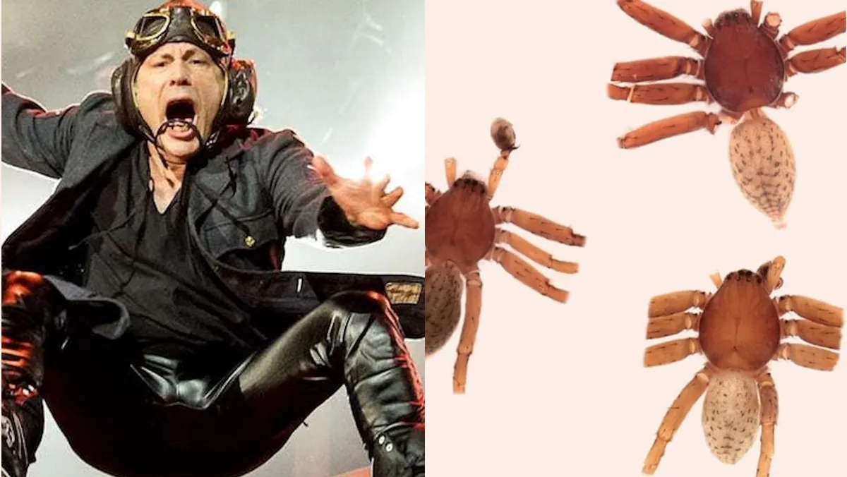 Scientist Names Newly-Discovered Spiders After Famous… | Kerrang!