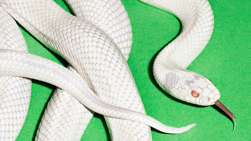 Here’s the setlist from the first night of Deftones’ UK… | Kerrang!