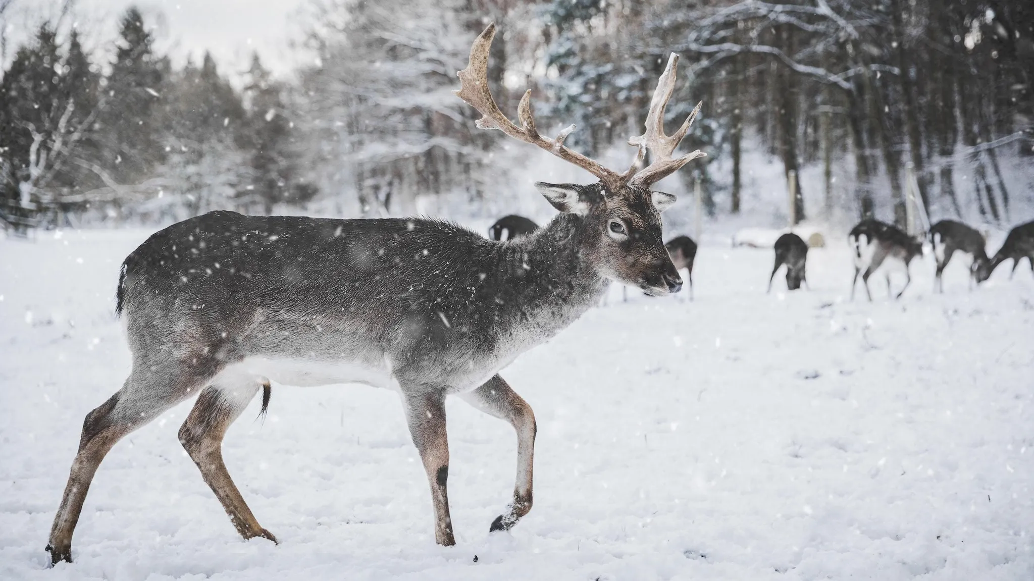 Reindeer Mosh-Pits Are Real And They Can Fucking Kill You | Kerrang!