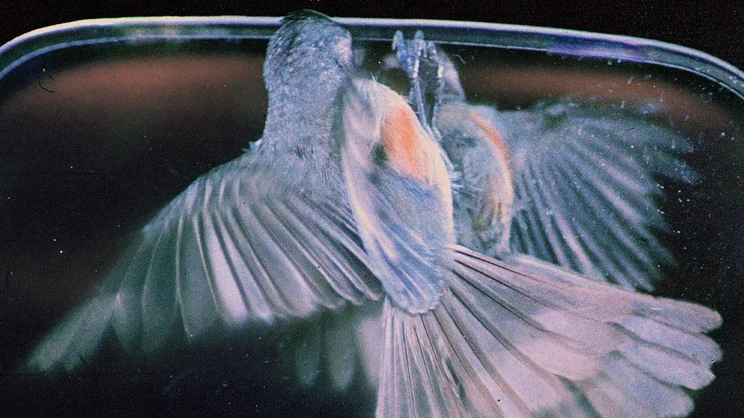 Album review: James And The Cold Gun – James And The Cold… | Kerrang!